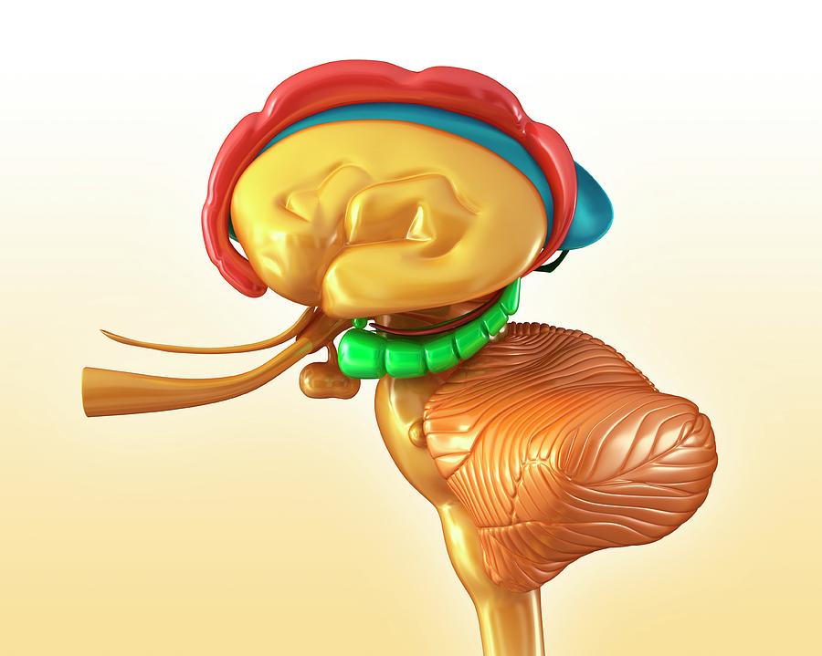 Human Brain Structures Photograph by Pixologicstudio/science Photo ...