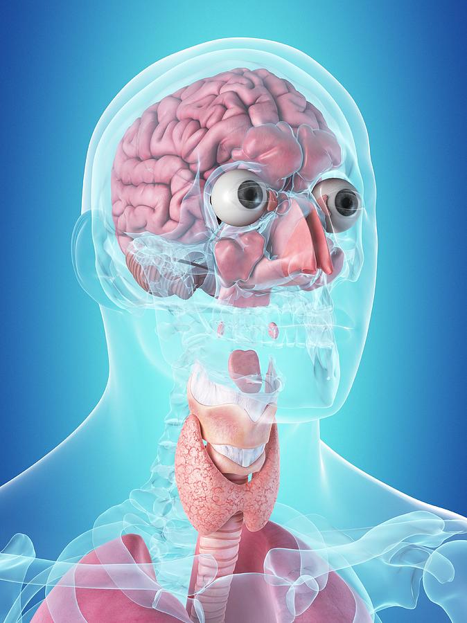 Human Internal Organs Photograph By Sciepro Fine Art America