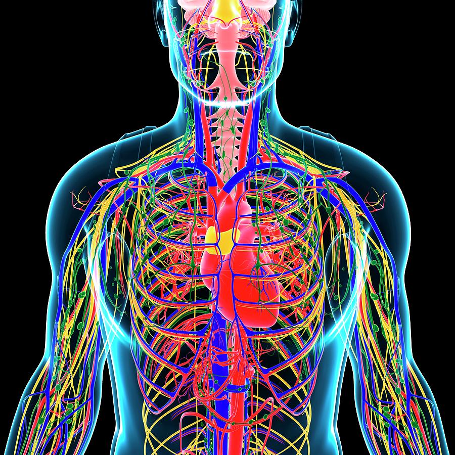 Human Internal Systems Photograph by Pixologicstudio/science Photo ...