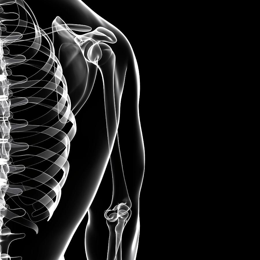 Human Shoulder Bones #4 by Pixologicstudio / Science Photo Library
