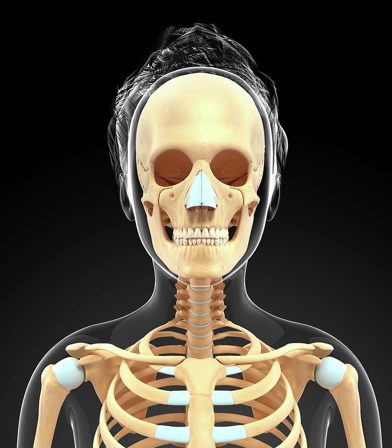 Human Skull #4 by Science Photo Library