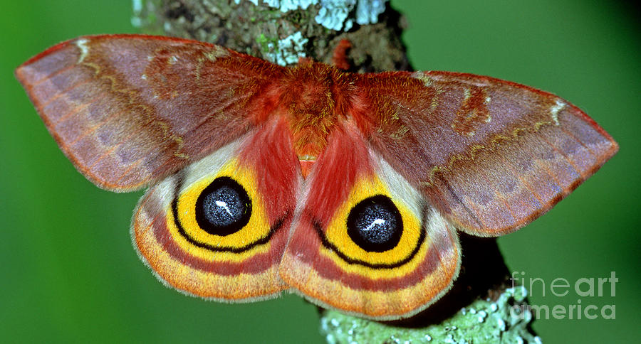 Io Moth Photograph by Millard H. Sharp - Fine Art America