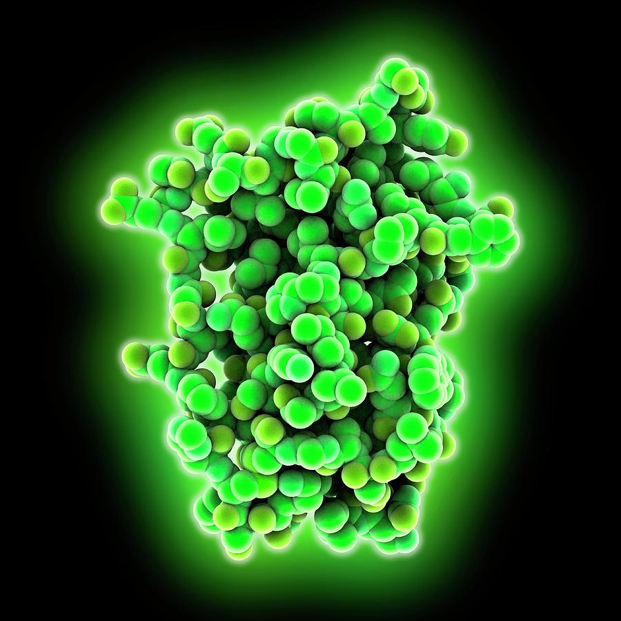 Leptin Molecule Photograph by Laguna Design | Fine Art America