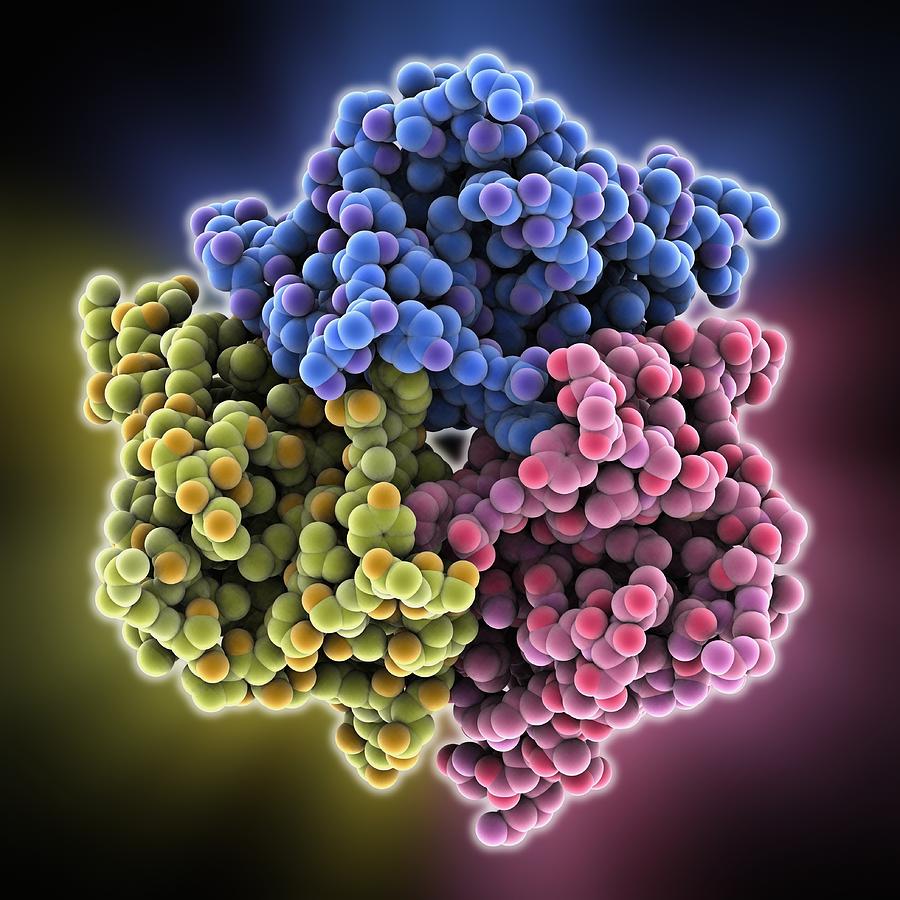 Leptin Molecule Photograph By Science Photo Library