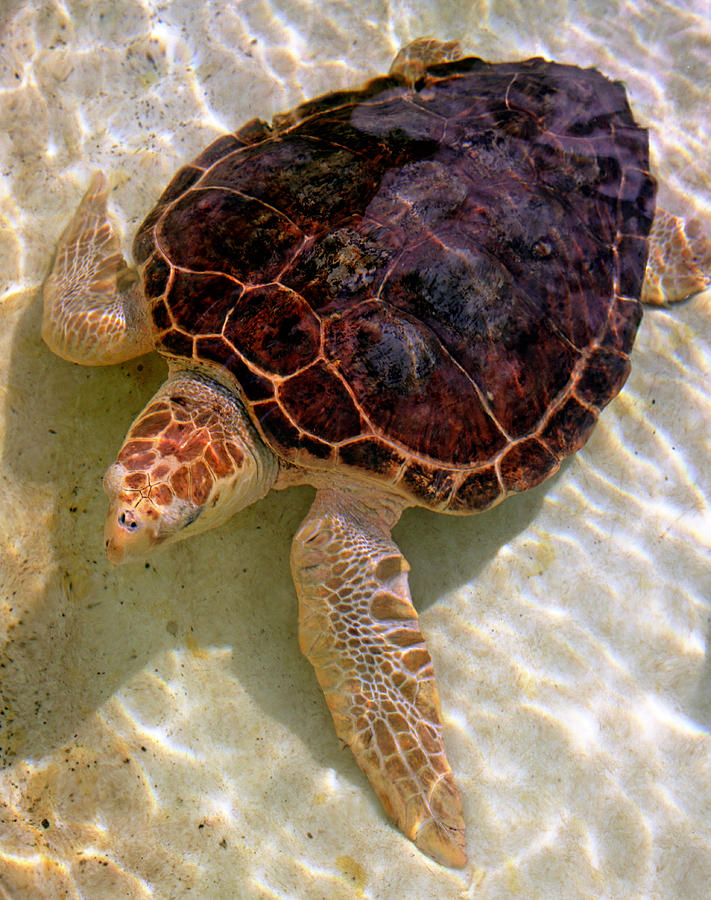 Loggerhead Sea Turtle Photograph by Millard H. Sharp - Fine Art America