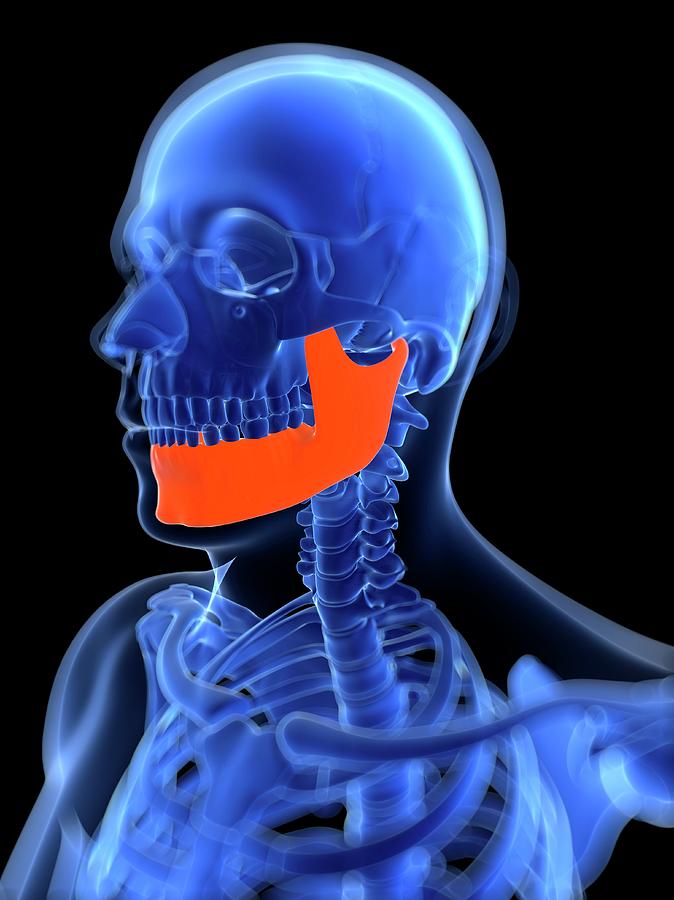 Lower Jaw Bone Photograph by Sciepro/science Photo Library - Fine Art ...