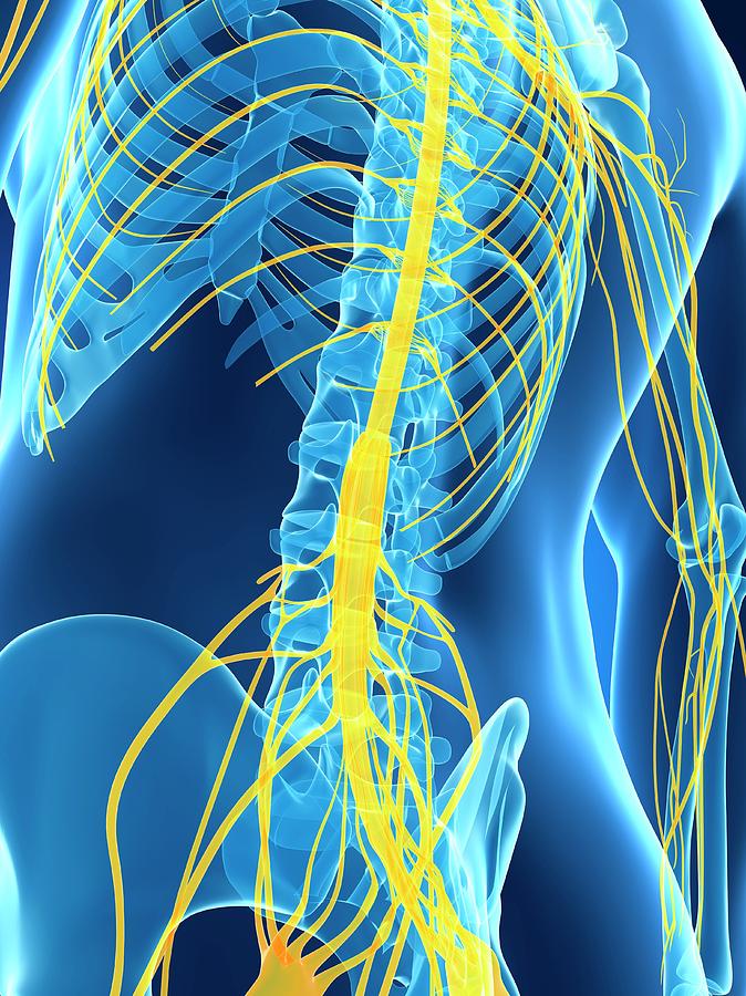 Male Nervous System Photograph By Sebastian Kaulitzki Fine Art America