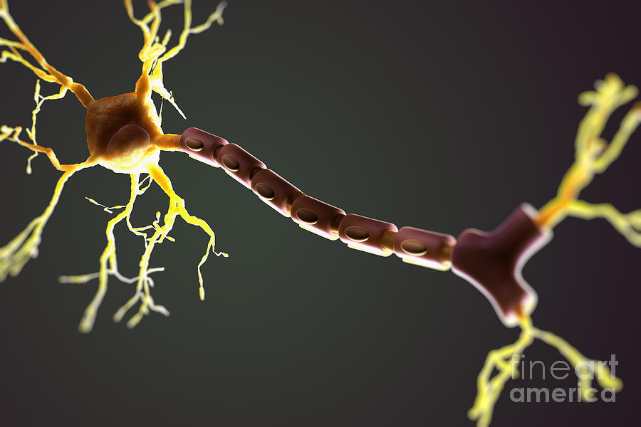Multipolar Neuron Model