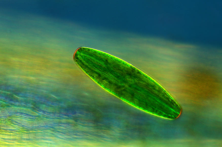 Netrium, Lm Photograph by Marek Mis - Fine Art America