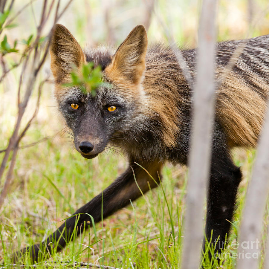 Penetrating gaze of an alert red fox genus Vulpes #4 Photograph by ...
