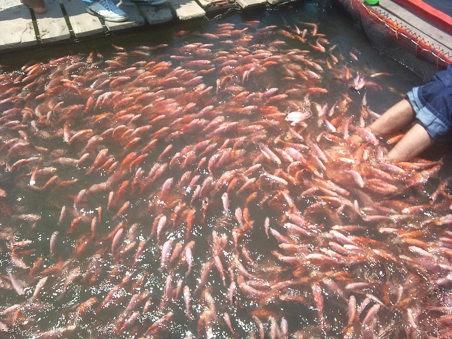 Photo Photograph by Janaka Pradeep - Fine Art America