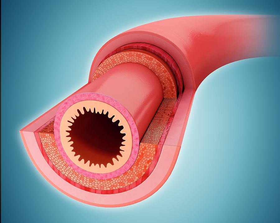 Small Intestinal Wall #4 by Science Photo Library