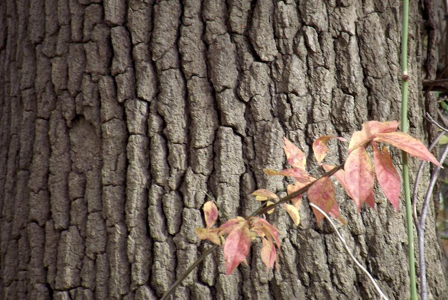 Texture Photograph by Robert Gross - Fine Art America