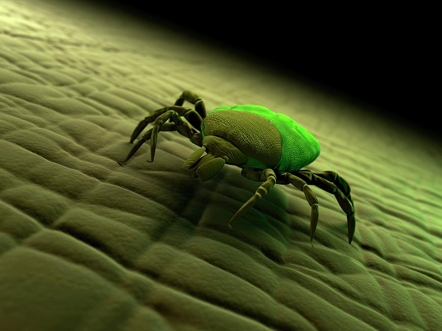 Tick #4 by Science Photo Library
