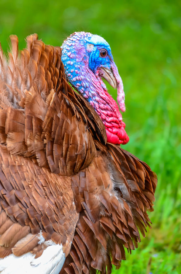 Tom Turkey #4 Photograph by Brian Stevens - Fine Art America