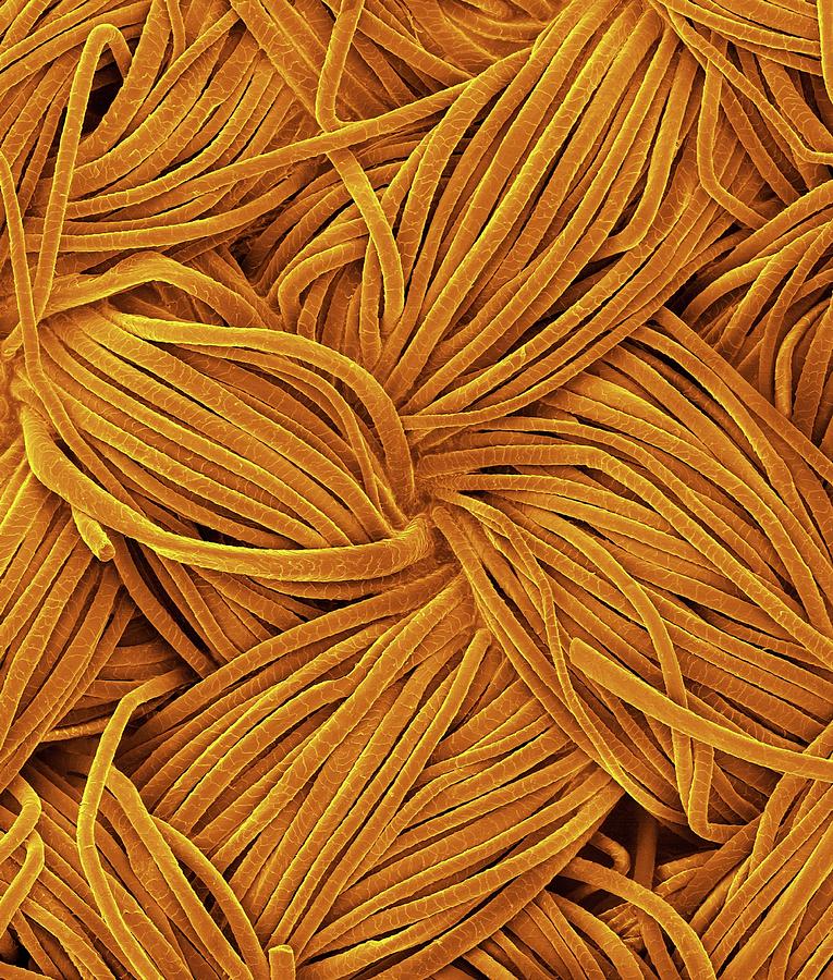 Woven Wool Fabric Photograph by Dennis Kunkel Microscopy/science Photo ...