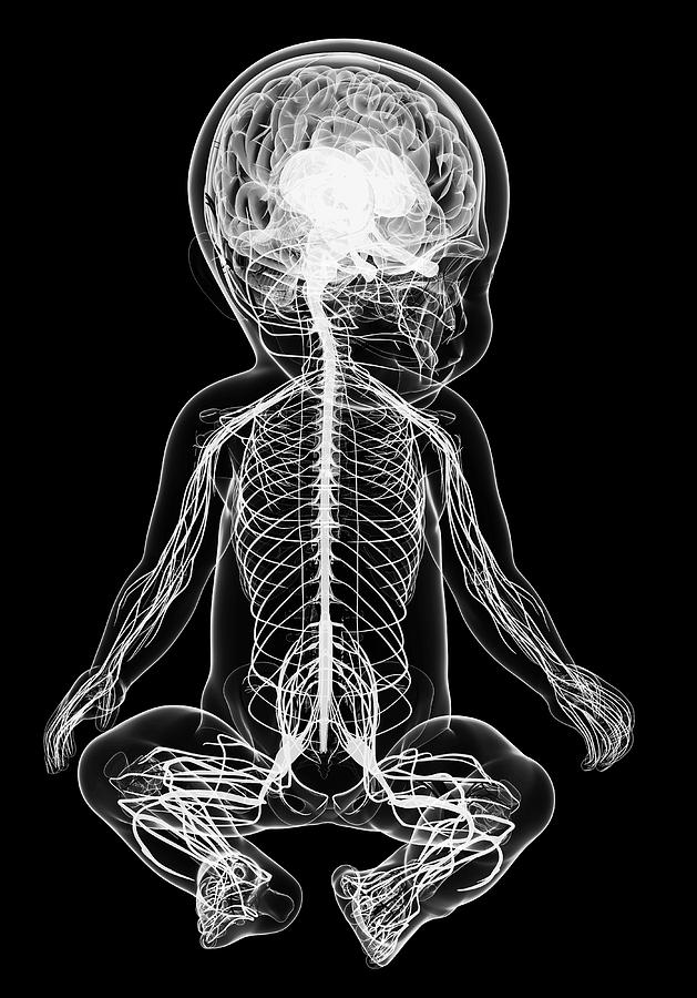 Baby's Nervous System #40 by Science Photo Library