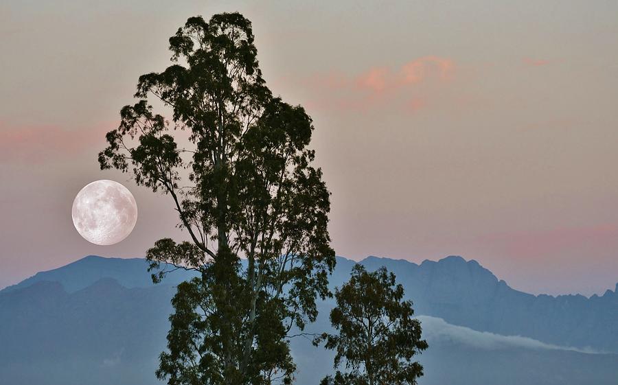 Full Moon Photograph by Werner Lehmann - Fine Art America