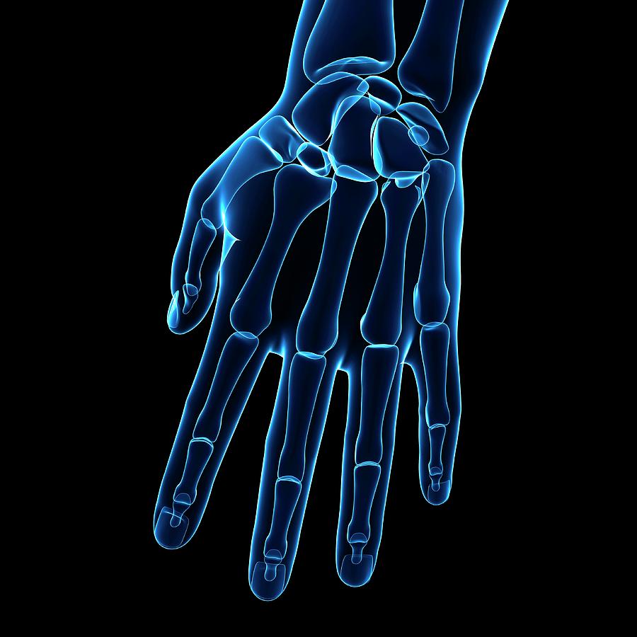 Human Hand Bones Photograph by Pixologicstudio/science Photo Library