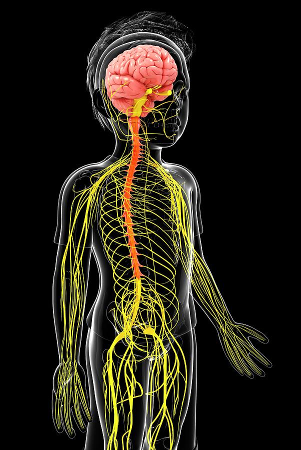 Human Nervous System Photograph by Pixologicstudio - Fine Art America