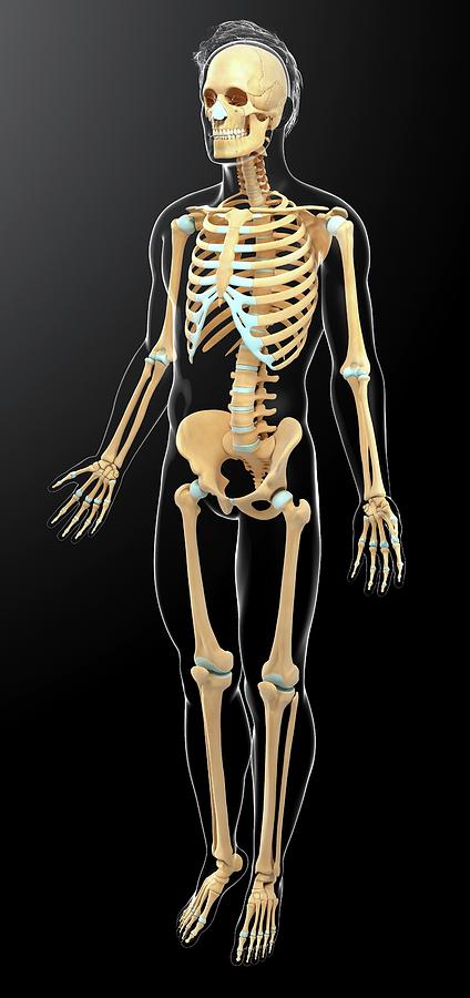 Human Skeletal System #40 by Science Photo Library