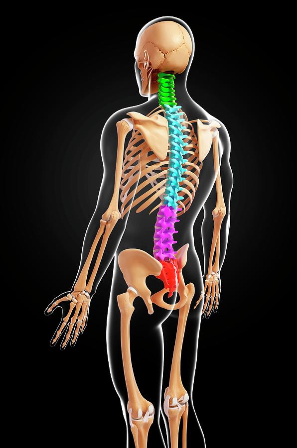 Human Skeleton Photograph by Pixologicstudio/science Photo Library | Pixels