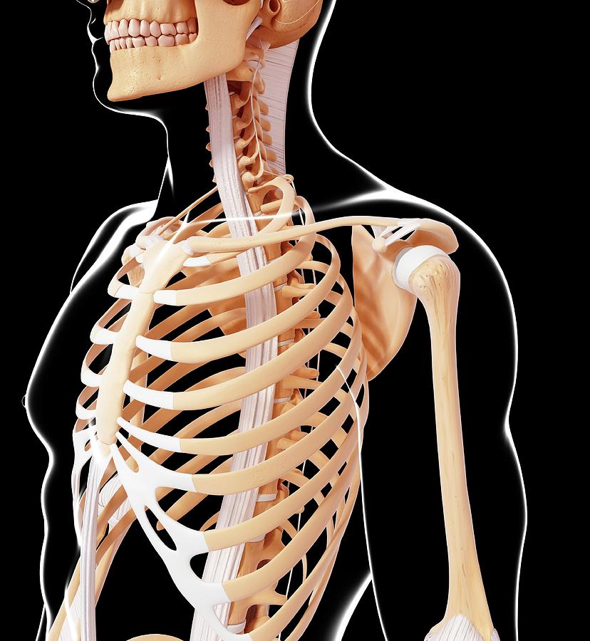 Human Skeleton Photograph by Pixologicstudio/science Photo Library ...