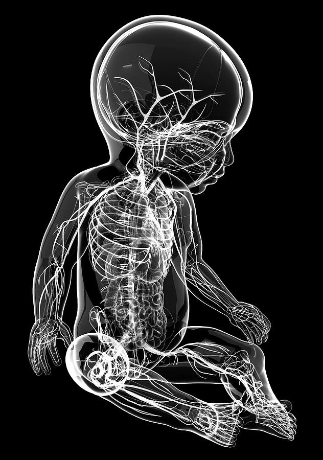 Baby's Nervous System Photograph by Pixologicstudio - Fine Art America