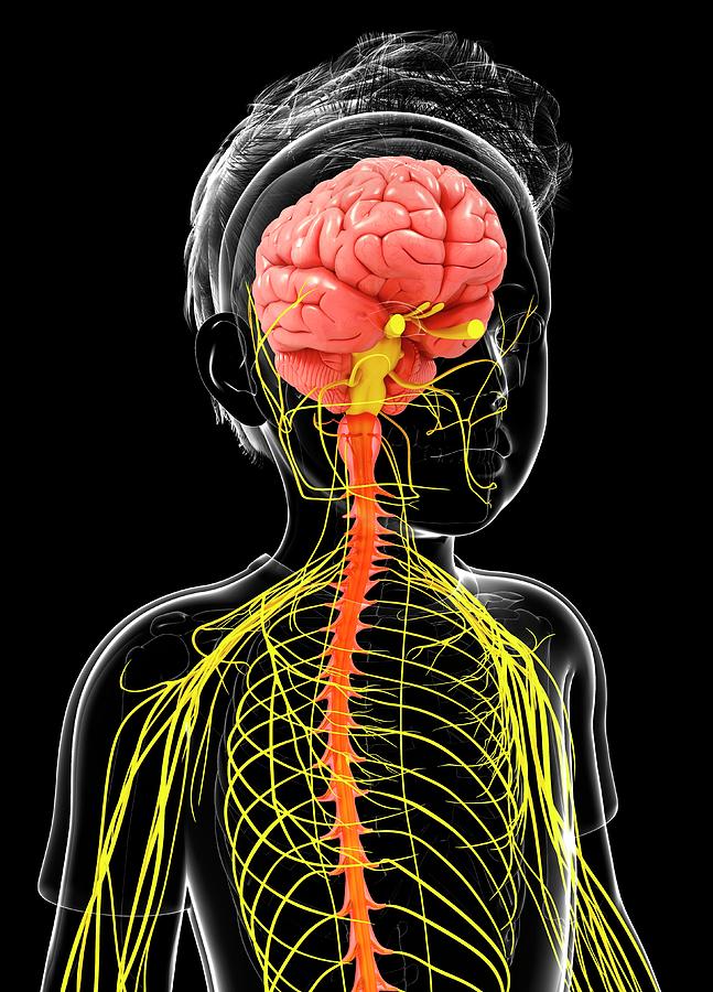 Human Nervous System Photograph by Pixologicstudio - Fine Art America