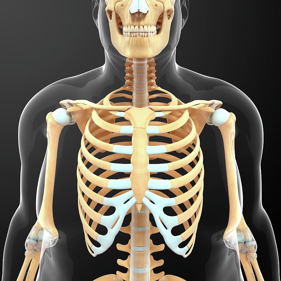 Human Skeletal System Photograph by Pixologicstudio - Fine Art America