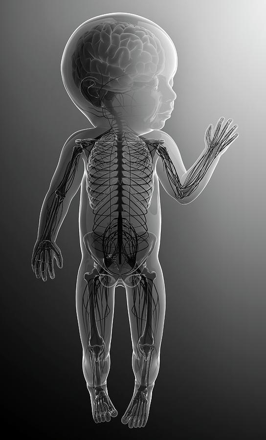 Baby's Nervous System Photograph by Pixologicstudio - Fine Art America