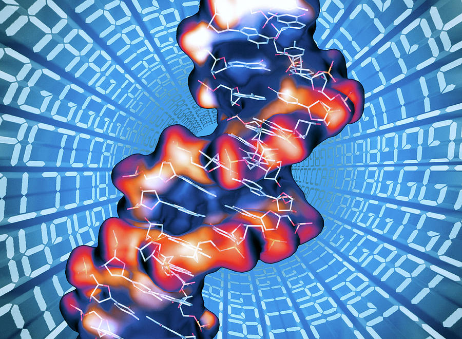 Dna Molecule Photograph by Alfred Pasieka/science Photo Library - Pixels