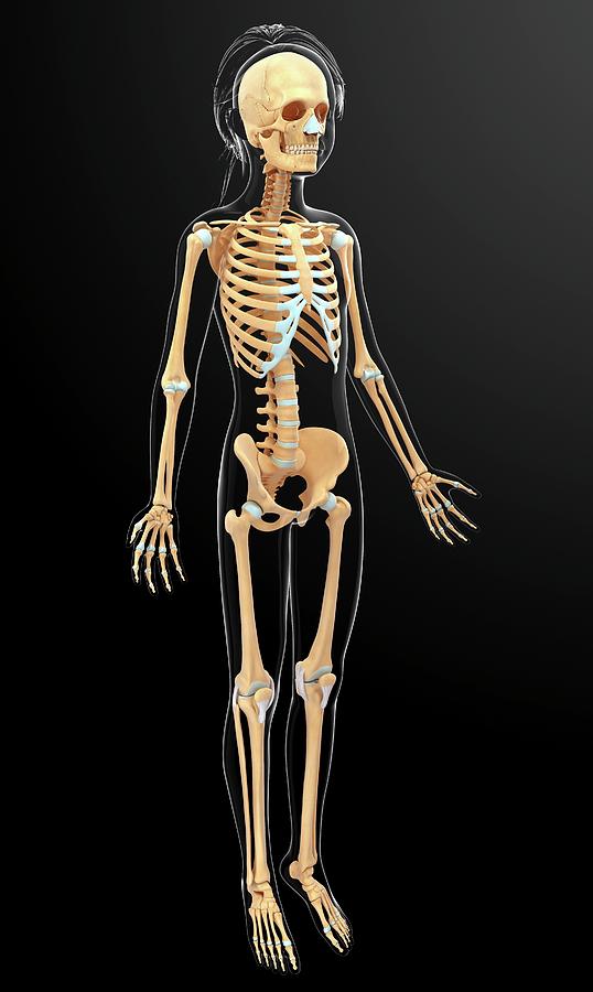 Human Skeletal System Photograph by Pixologicstudio - Fine Art America