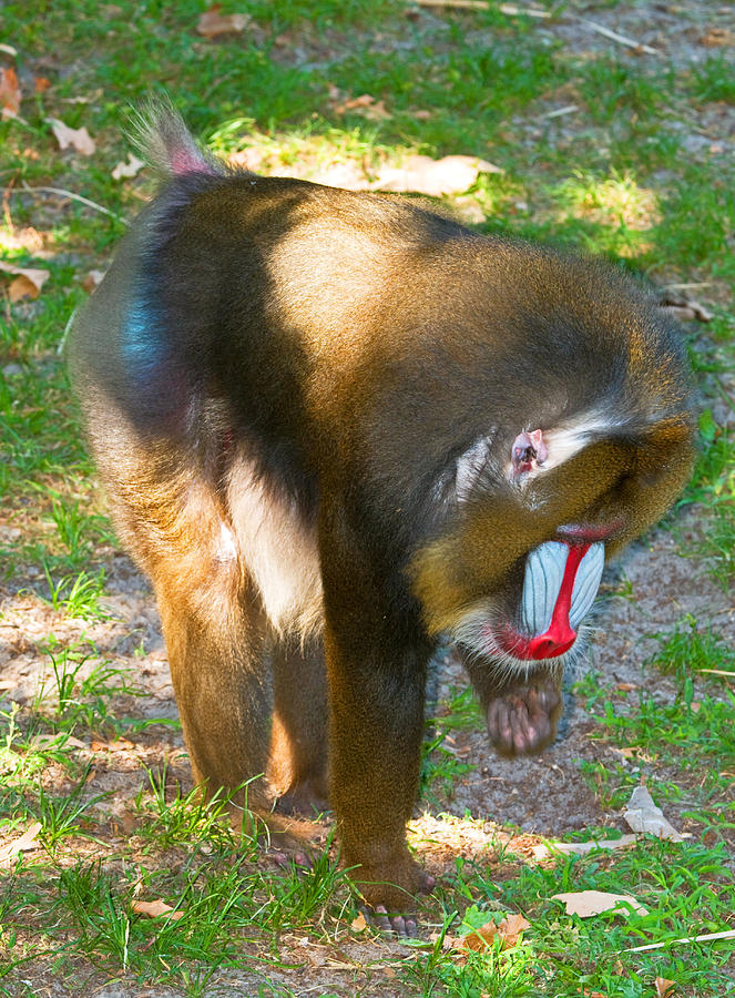 Mandrill Photograph by Millard H. Sharp | Pixels