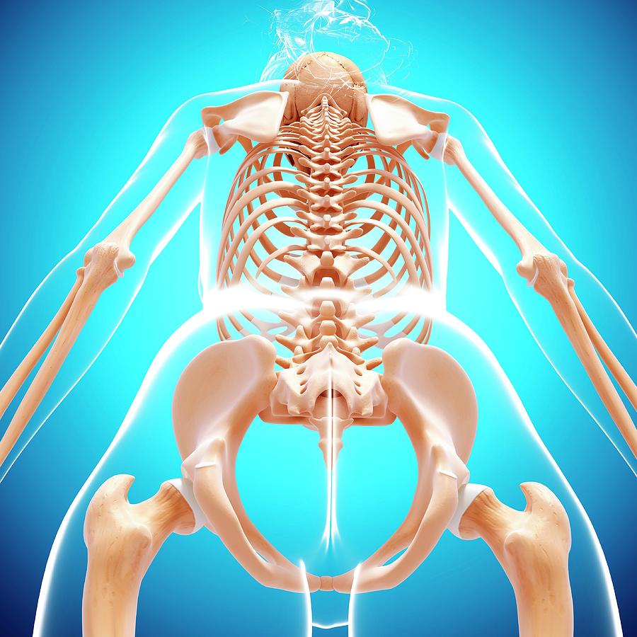 Female Skeleton Photograph by Pixologicstudio/science Photo Library ...