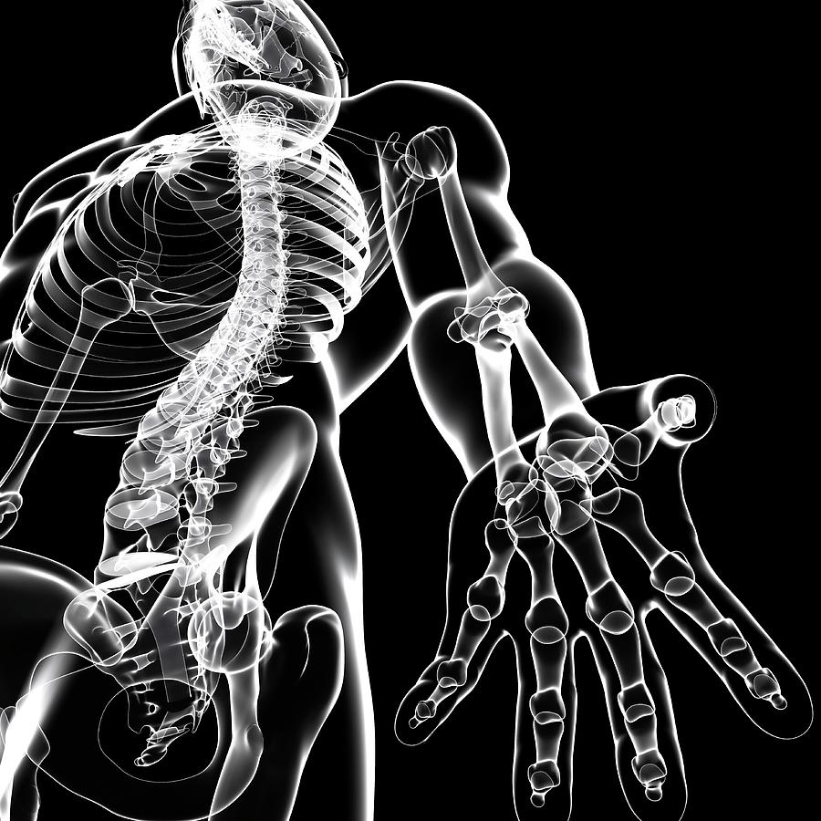 Human Skeleton #425 by Science Photo Library