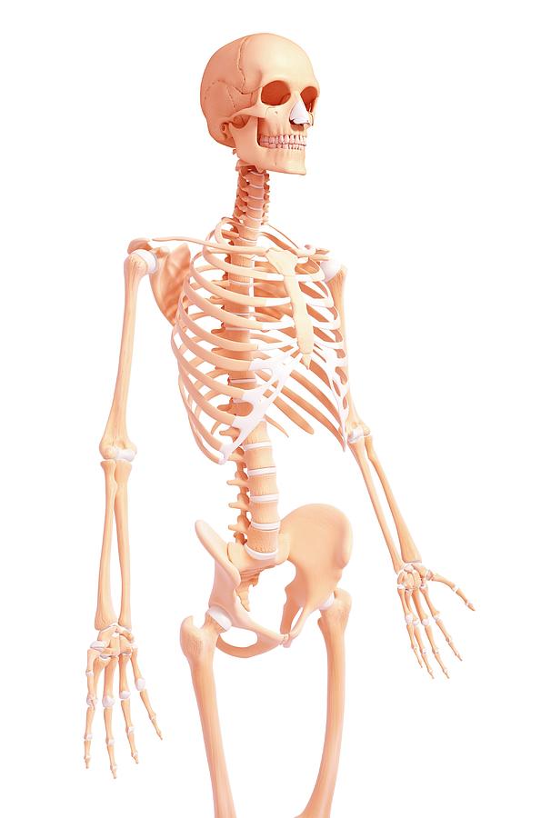 Human Skeleton Photograph by Pixologicstudio/science Photo Library ...
