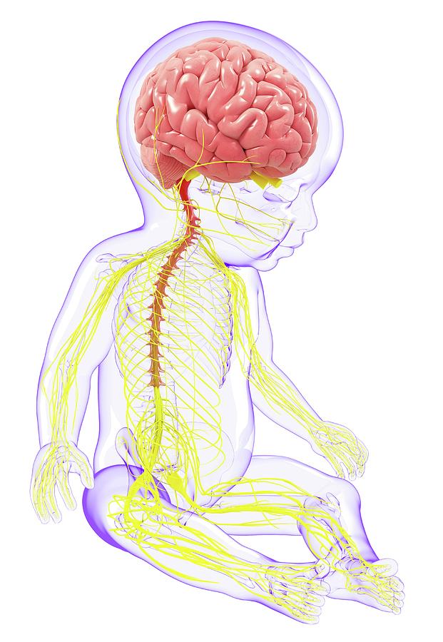 Baby's Nervous System #43 by Science Photo Library