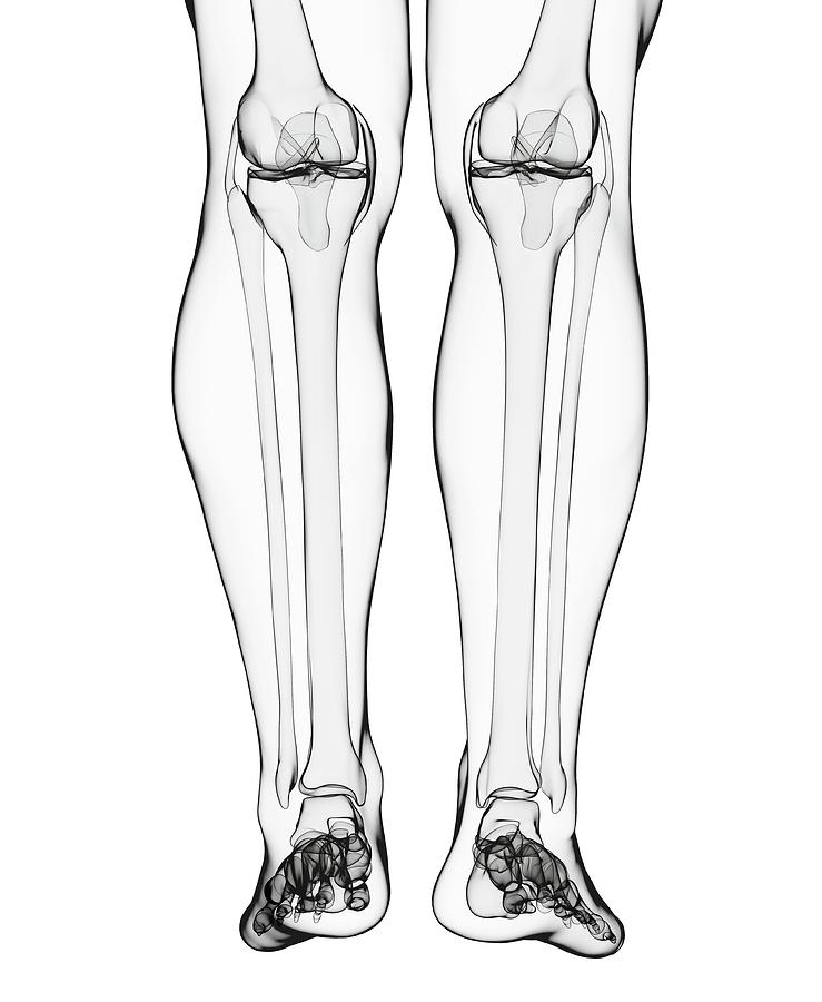 Human Leg Bones #43 by Pixologicstudio / Science Photo Library