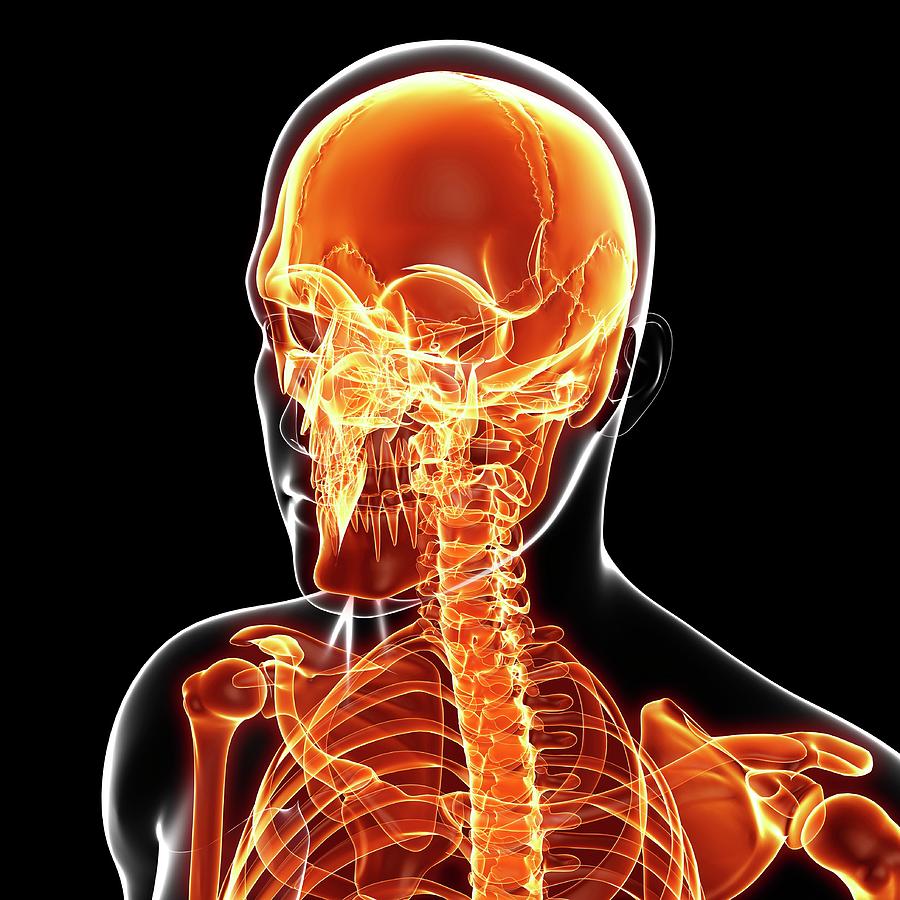 Human Skeleton Photograph by Pixologicstudio/science Photo Library ...