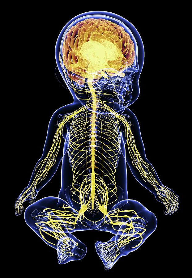 Baby's Nervous System #44 by Science Photo Library