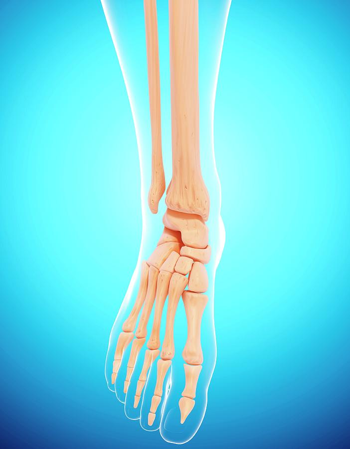 Human Leg Bones #44 Photograph by Pixologicstudio/science Photo Library ...