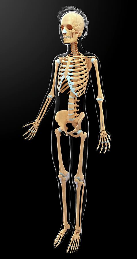 Human Skeletal System #44 by Science Photo Library