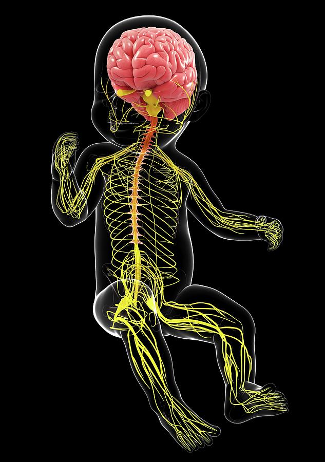 Baby's Nervous System #45 by Science Photo Library