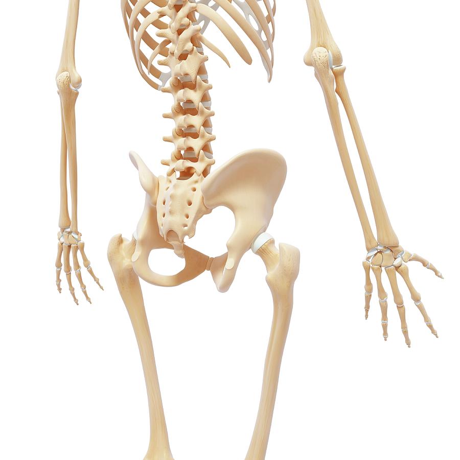 Human Skeleton Photograph by Pixologicstudio/science Photo Library ...