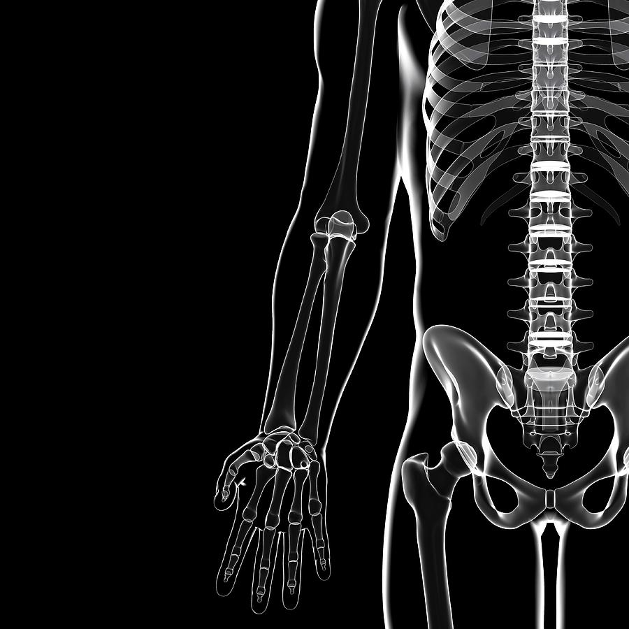 Human Skeleton Photograph by Pixologicstudio/science Photo Library ...
