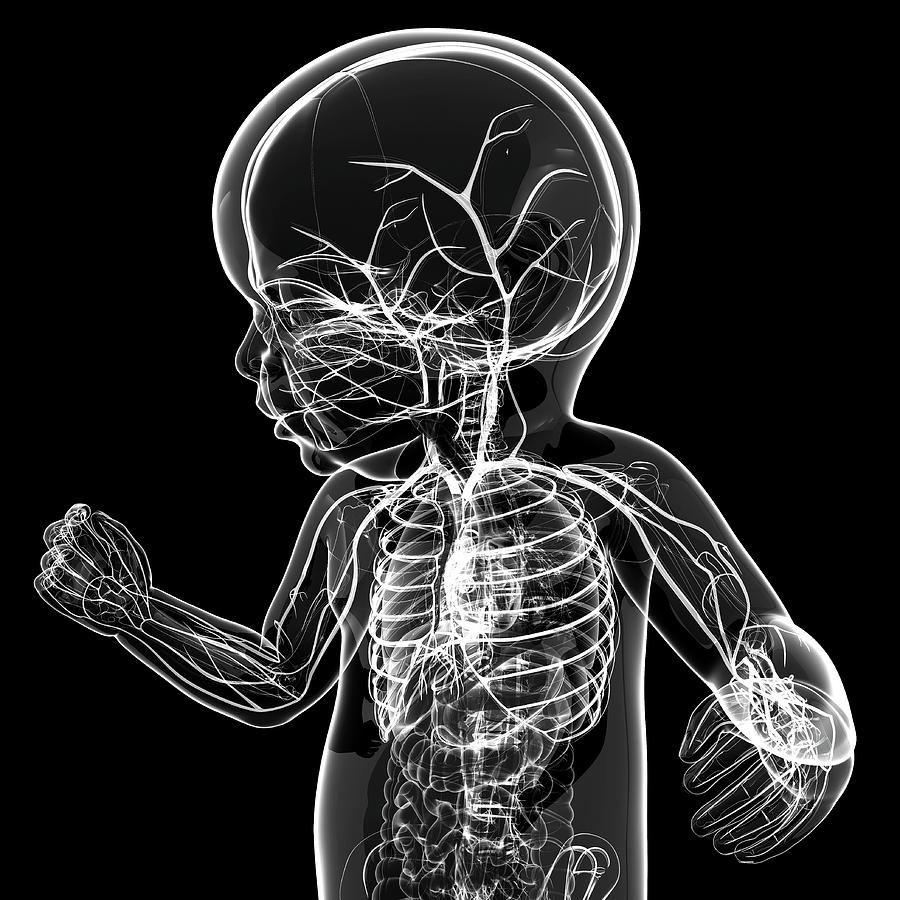 Baby's Nervous System #46 by Science Photo Library