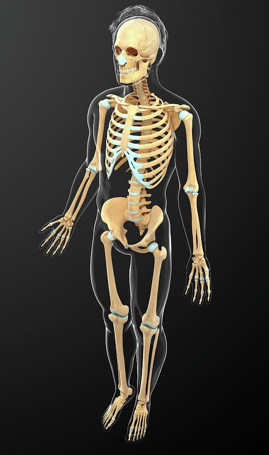Human Skeletal System Photograph by Pixologicstudio - Fine Art America