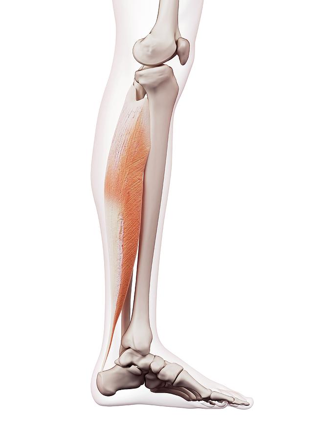 Human Leg Muscles Photograph by Sebastian Kaulitzki/science Photo ...