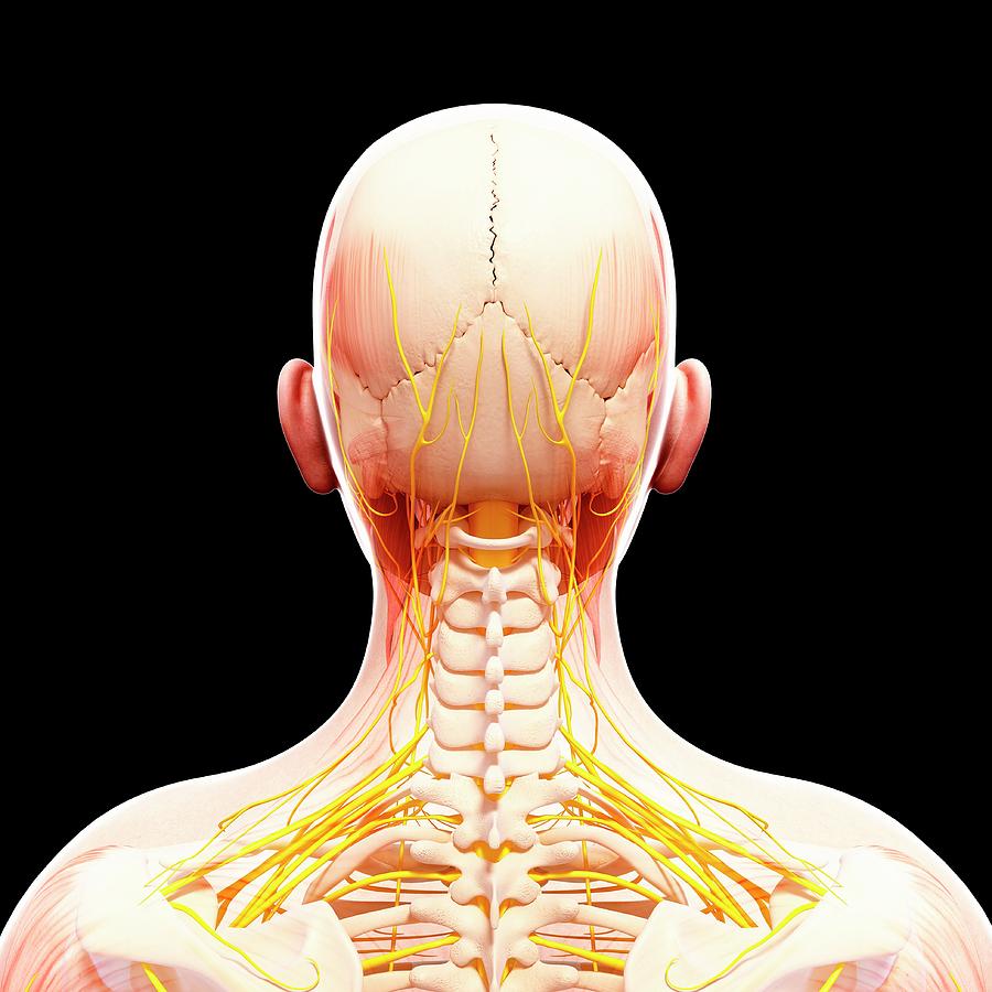 Human Nervous System Photograph by Pixologicstudio/science Photo ...
